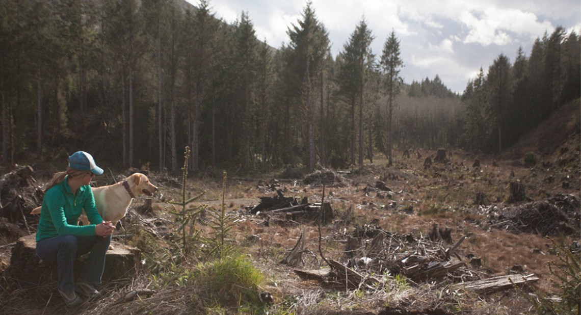 Clear Cutting & Oregon Forest Practices Act - Acoustic Guitar ...